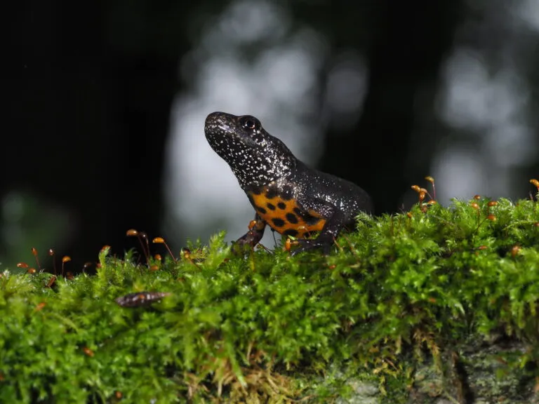 Tritone crestato - Associazione Tutela Anfibi Verbano